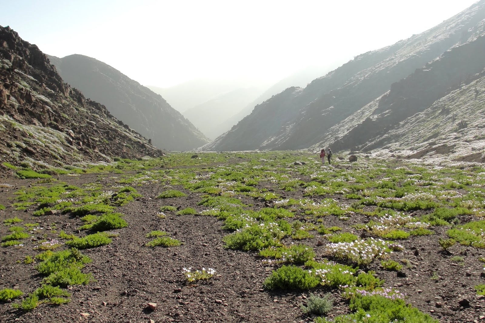 Oasis de niebla de La Chimba | Museo de Antofagasta