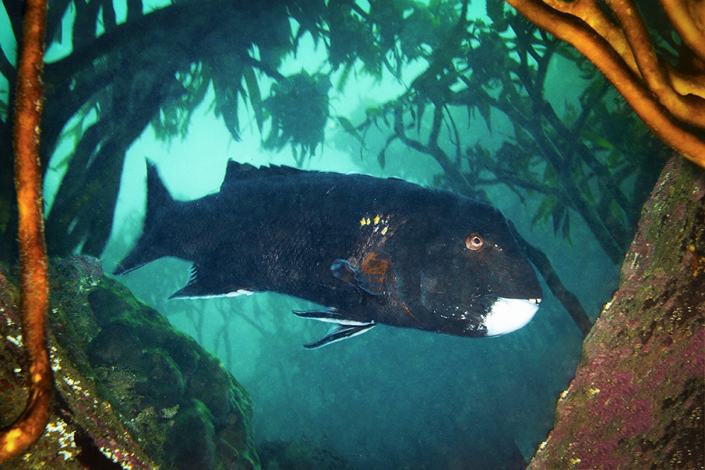 PECES DEL LITORAL ROCOSO DEL CENTRO-NORTE DE CHILE | Museo de Antofagasta